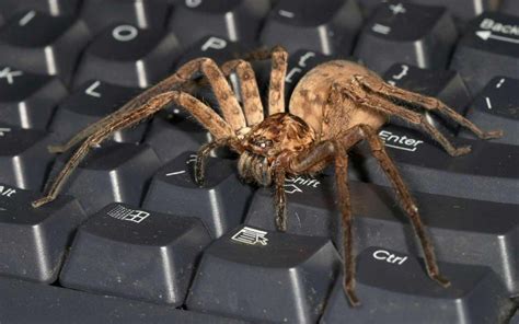 🔥 [50 ] Scary Spider Wallpapers Wallpapersafari