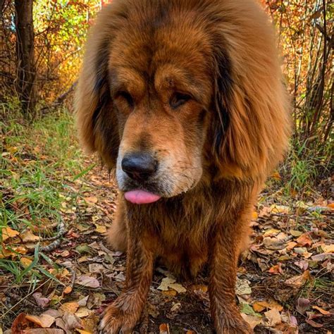 Exploring The Highs And Lows Of Tibetan Mastiff Price