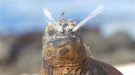 Marine Iguana Extracting Salt الإغوانا البحرية איגואנה ימית מתיזה מלח
