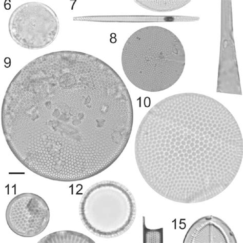 Diatom Assemblages Composition In The Sinking Material Of The East