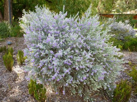 Australian Eremophila Nivea Emu Bush Has Grey Leaves And Profuse