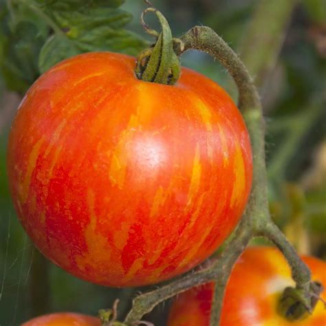 Growing Mr Stripey Tomatoes The Uniquely Sweet Tomato