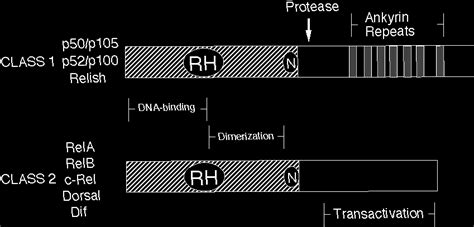 Nf Kb Transcription Factors Boston University