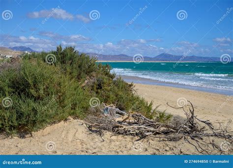 Salicornia Edible Plants Growing In Salt Marshes Beaches Named Also