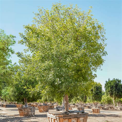 Premium Tree And Plant Nursery Moon Valley Nurseries