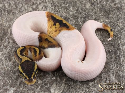Pastel Piebald Het Desert Ghost Ball Python By Xclusive Snakes