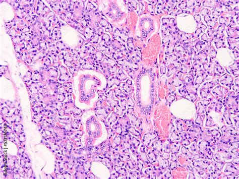 Histology Of Human Tissue Show Epithelial Tissue And Connective Tissue With Microscope View