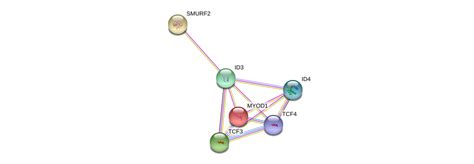 Id3 Gene Genecards Id3 Protein Id3 Antibody