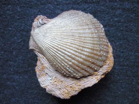 Chlamys Textoria Schlotheim 1820 Bivalves The Fossil Forum