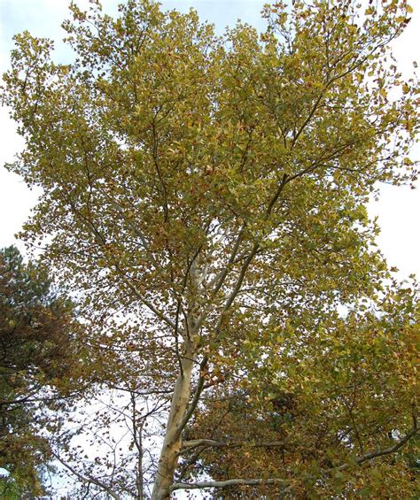Exclamation ™ London Planetree Sycamore Bower And Branch
