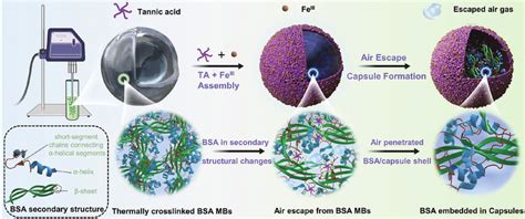 Scheme 1 Schematic Illustration Of The One Step Synthesis Of Bsa Ta Fe