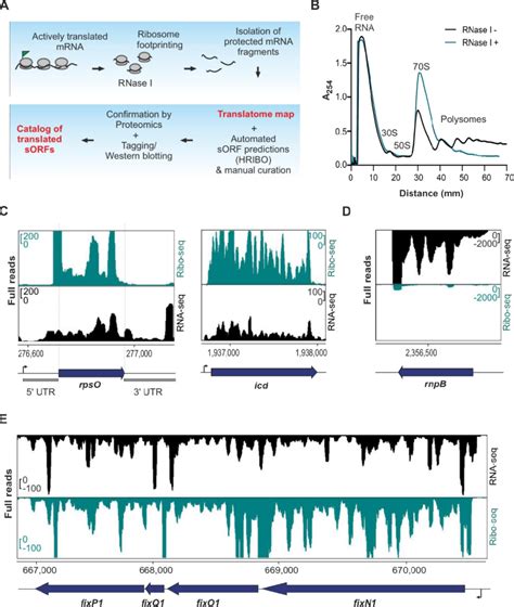 Establishment Of Ribosome Profiling Ribo Seq For Sinorhizobium