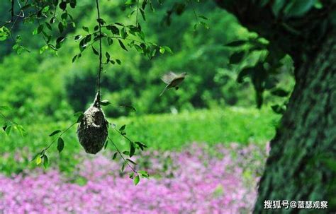 明天正月十七人日子，“躲白虎、踩小人、吃3样”，一年顺顺当当凡事不用愁老虎事业说法