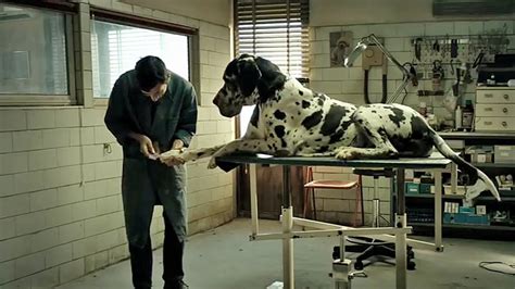 Trailer Du Film Dogman Dogman Bande Annonce Vo Allociné