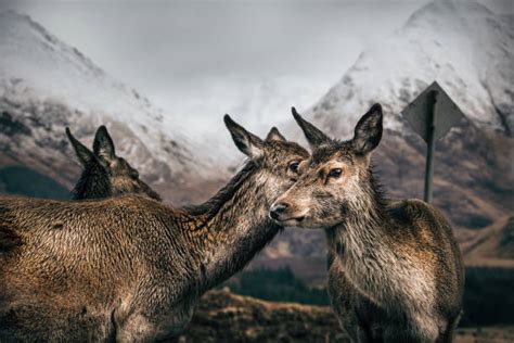 1000 Glen Etive Foto Foto Stok Potret And Gambar Bebas Royalti Istock