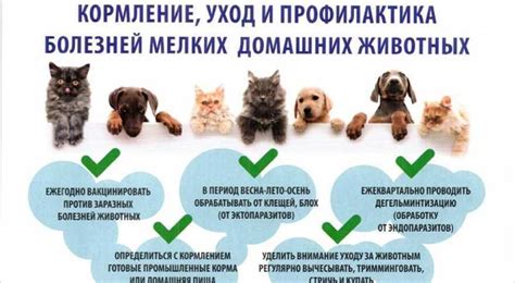 Болезни мелких пород собак: характерные проблемы здоровья