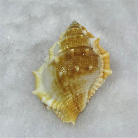 Sea Cucumber Conch 5 6cm Conch Shell Hermit Crab Special Replacement