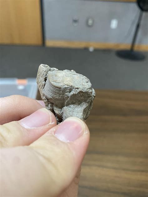 What Is This Fossil It Has A Bean Shaped Top View And It Isnt Like A
