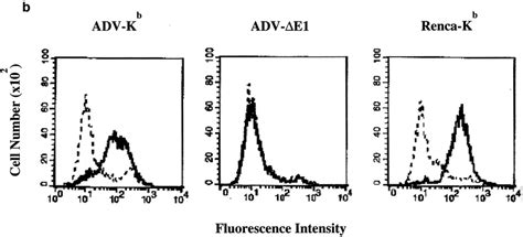 Construction Of Recombinant Adenoviruses A Strategy For The