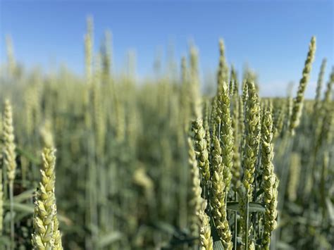 Spring Wheat Plans Remain Unclear Alberta Farmer Express