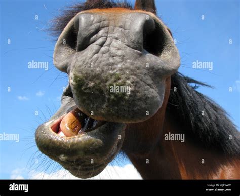 Horse Tongue Fotos Und Bildmaterial In Hoher Auflösung Alamy