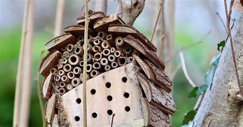 Naturschutz im eigenen Garten Tipps und Möglichkeiten zur Umsetzung