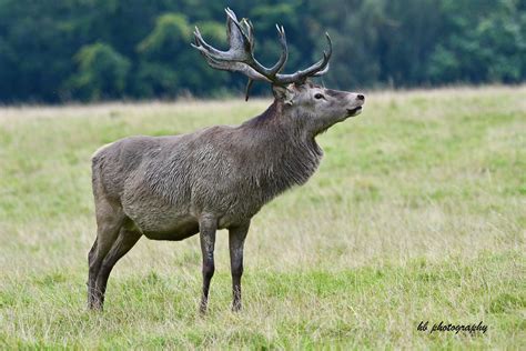 Red Stag. | Red Stag keeping an eyes on his hinds..... | Helen ...