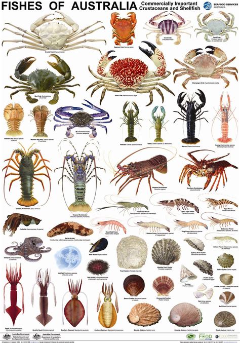 Poster Crustacean Species Marine Animals Crustaceans Sea Animals