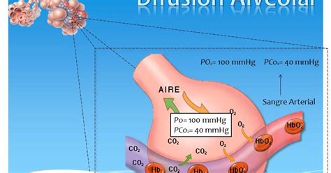 Fisiología De Omar Báez Difusión Alveolar