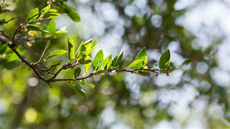 Spiny Hackberry Garden Style San Antonio