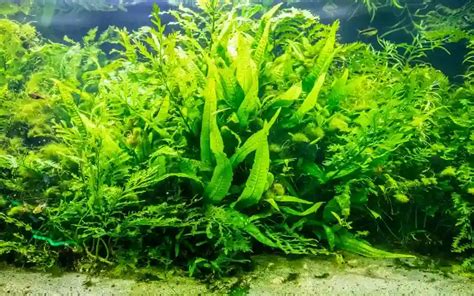 Discover Java Fern Light Requirements For A Thriving Plant Yefdw