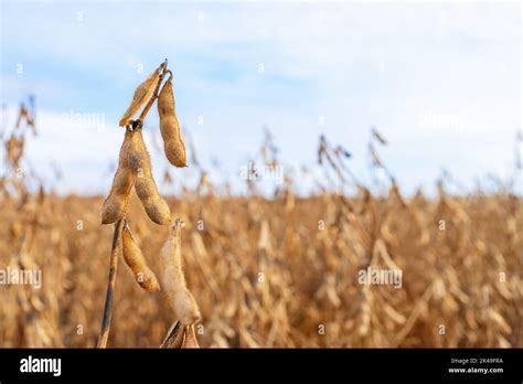 Soybean Pods On The Agricultural Field And Sky As Background Stock
