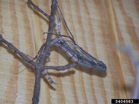 Giant Walkingstick Megaphasma Denticrus