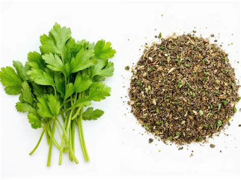Dried Cilantro To Fresh Conversion Exact 13 Ratio Guide