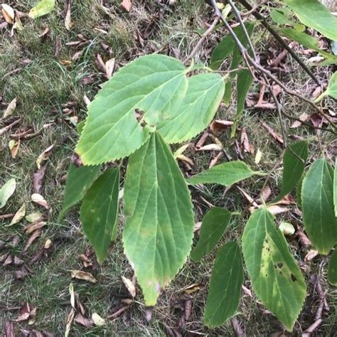 Celtis Vandervoetiana Plant Care And How To Grow Water