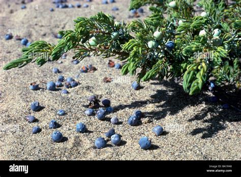 Dwarf Juniper Aka Common Juniper Juniperus Communis Shrub With