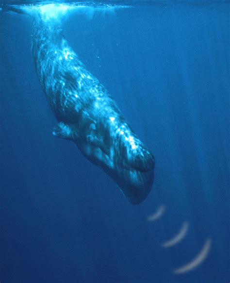 Modern Toothed Whale
