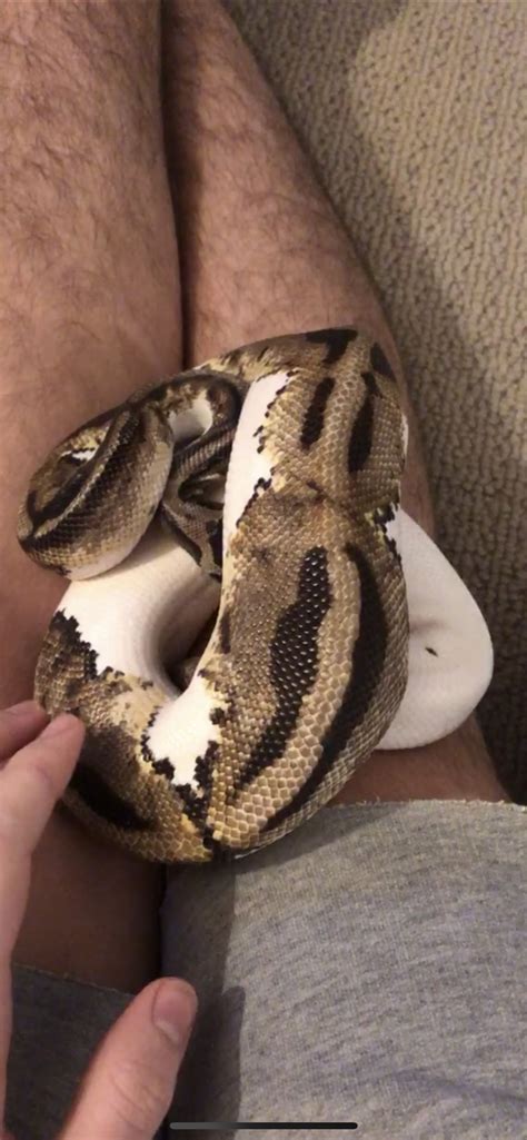 Normal Pied Leopard Possibly Ball Pythons MorphMarket Reptile Community