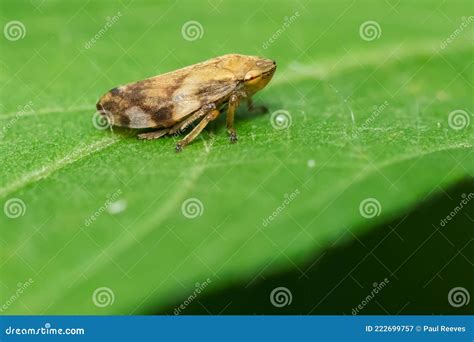 Meadow Spittlebug Philaenus Spumarius Stock Image Image Of Insects Organism 222699757