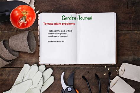 30 Tomato Plant Problems Whats Wrong With My Tomato Plant