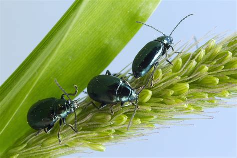 Flea Beetles General Information Identification And Management — Bustling Nest