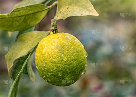 一个柠檬挂在树枝上