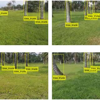 Truth Examples With Labels Images Of Tree Trunks Are Enclosed In