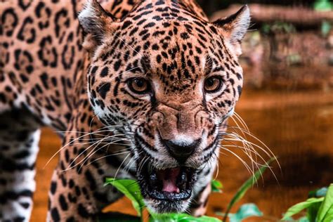 Closeup Shot Of An Amazonian Jaguar With An Open Mouth And Blurred