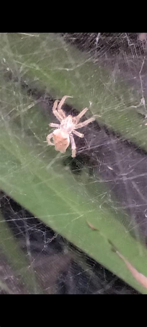 Spiky Spider Rspiders