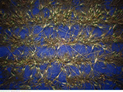 Hiphen Phenotyping Portfolio