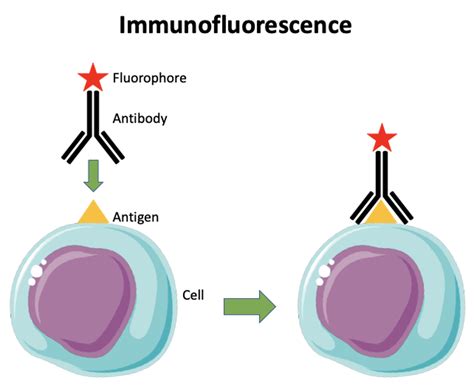 Immunofluorescence Nc Dna Day Blog