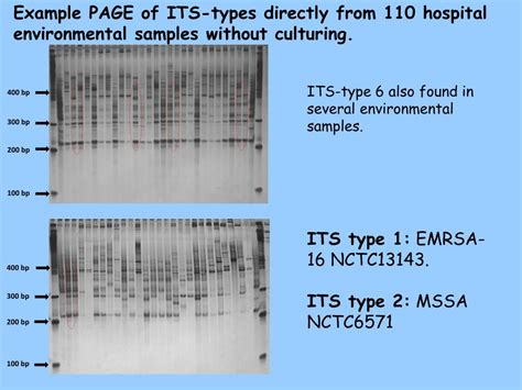 Ppt Rapid And Sensitive Detection Of Mrsa By Pcr Based Methods In The Environment And Hospital