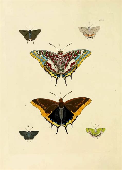 Free Printable Vintage Butterfly Prints