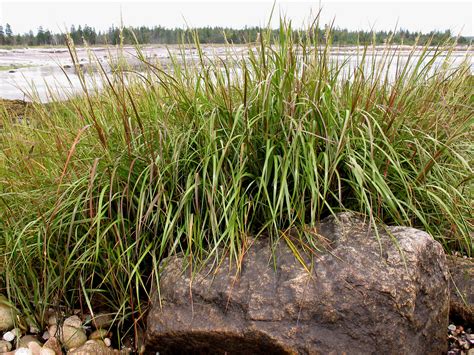 Spartina Alterniflora Smooth Cordgrass Go Botany
